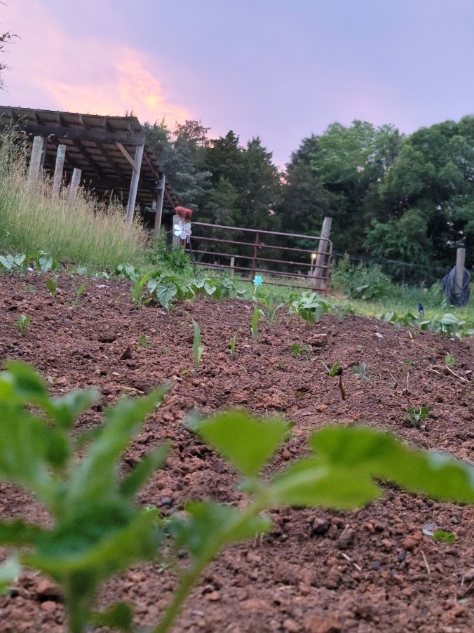 It’s not dead yet! | Cedar Brook Farm